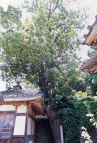 Ikata Historical Sites - 伊方町公式ホームページ｜四国最西端・愛媛・南予・佐田岬